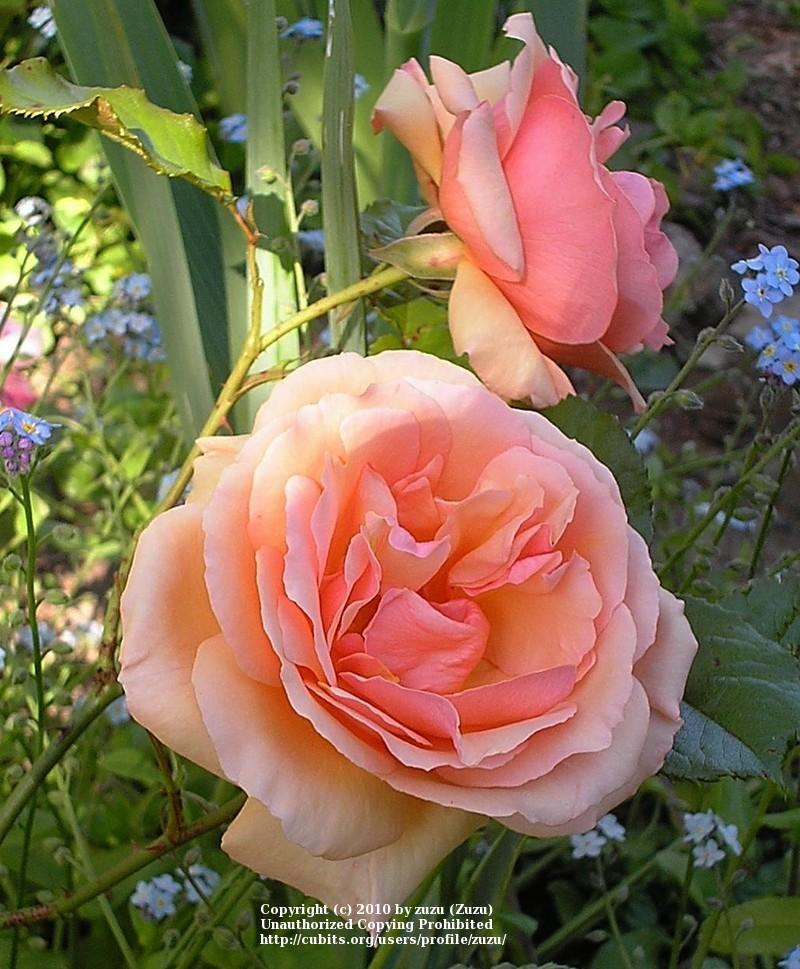 Rose (Rosa 'Fragrant Apricot') in the Roses Database - Garden.org