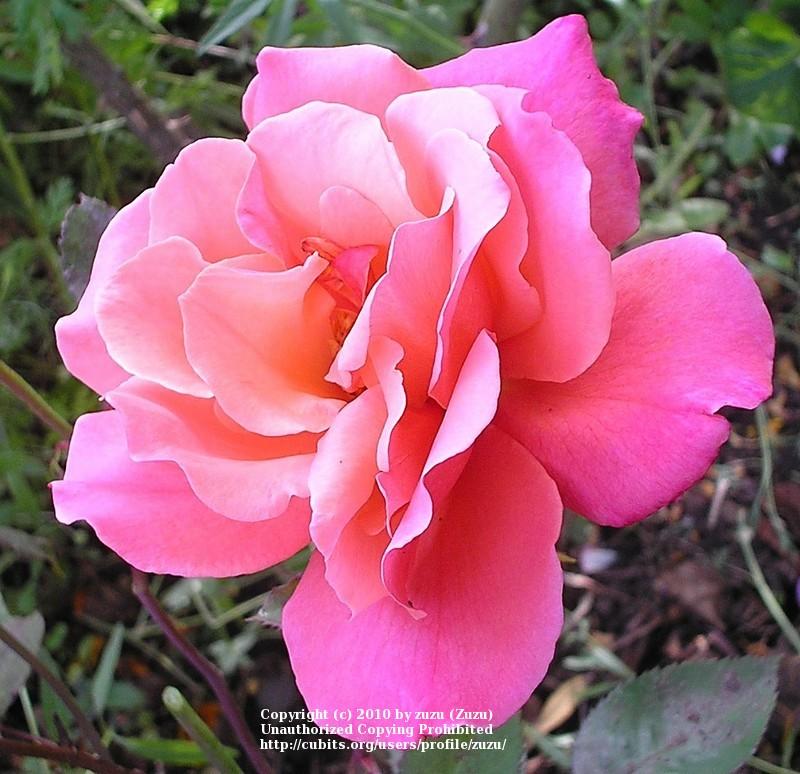 Rose (Rosa 'Frontier Twirl') in the Roses Database - Garden.org