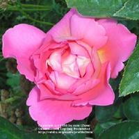 Photo of the bloom of Rose (Rosa 'Gail Borden') posted by zuzu - Garden.org