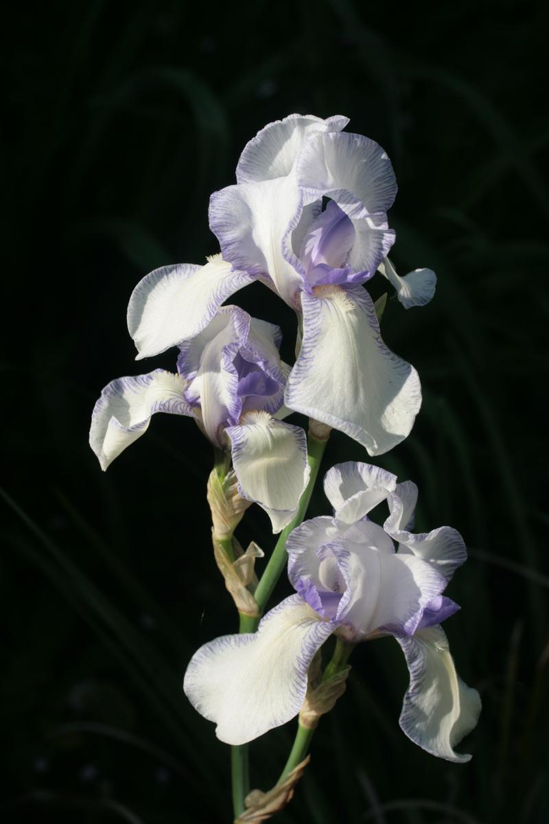 Photo of the bloom of Tall Bearded Iris (Iris 'Ma Mie') posted by ...