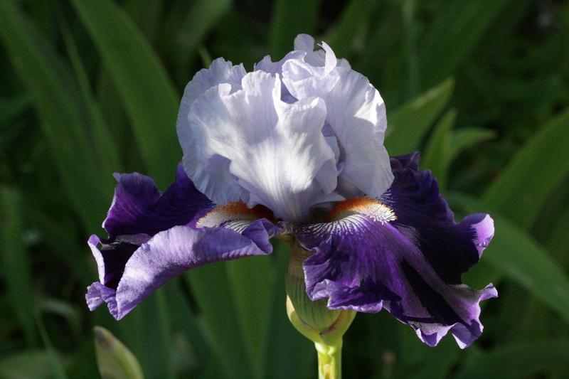 Photo of the bloom of Tall Bearded Iris (Iris 'Belle de Nuit') posted ...