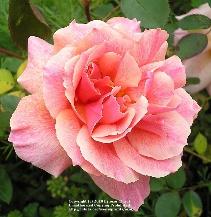 Rose (Rosa 'Gee Whiz') in the Roses Database - Garden.org