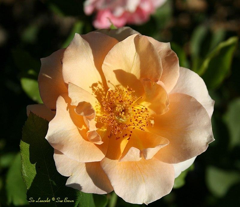 Rose (Rosa 'Sir Lancelot') in the Roses Database - Garden.org