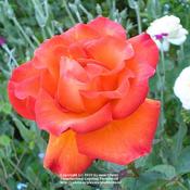 Photo of the bloom of Rose (Rosa 'Gingersnap') posted by zuzu - Garden.org