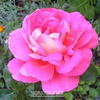 Photo of the bloom of Rose (Rosa 'Gail Borden') posted by zuzu - Garden.org