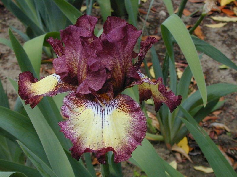 Tall Bearded Iris (Iris 'Straight Up') in the Irises Database - Garden.org