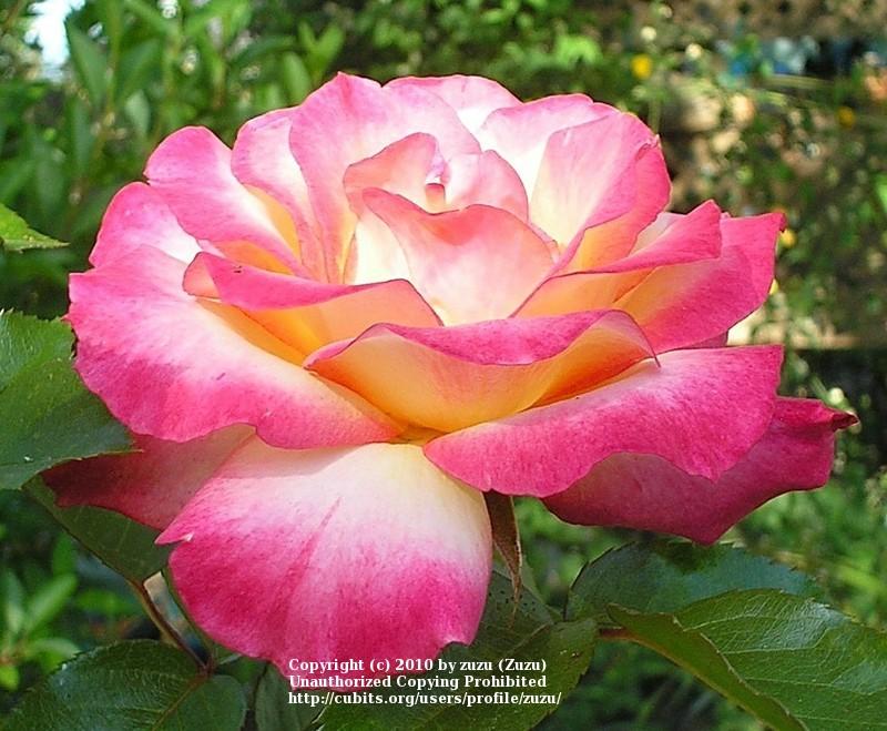 Photo of the bloom of Rose (Rosa 'Granada') posted by zuzu - Garden.org