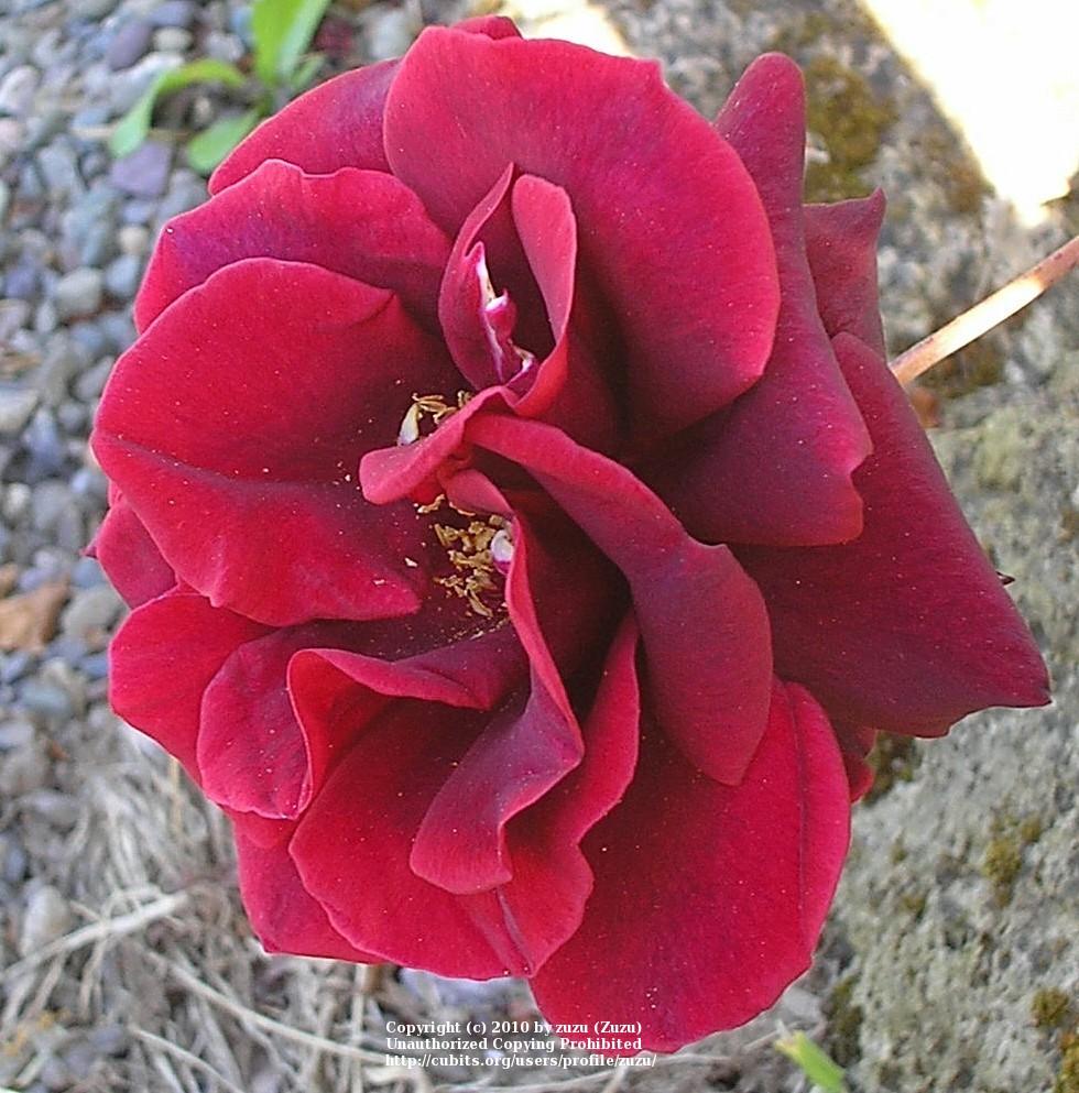 Photo of the bloom of Rose (Rosa 'Guinee') posted by zuzu - Garden.org