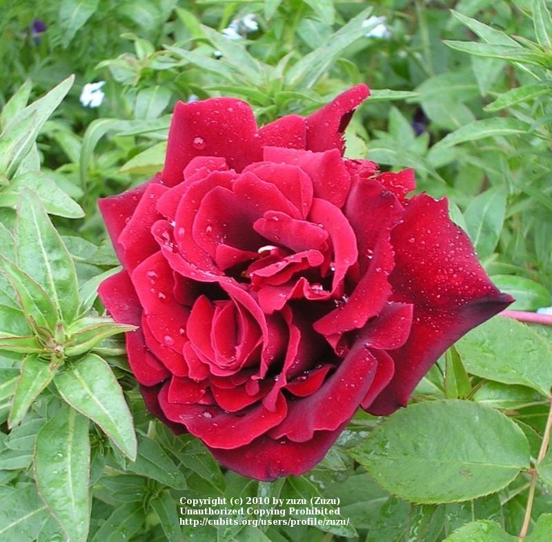 Photo of the bloom of Rose (Rosa 'Guinee') posted by zuzu - Garden.org