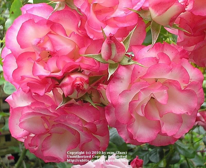 Rose (Rosa 'Hannah Gordon') in the Roses Database - Garden.org