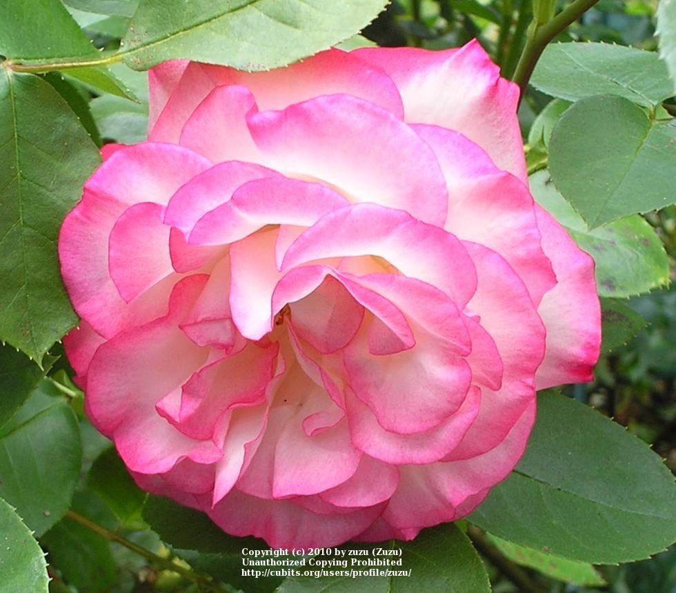 Rose (Rosa 'Hannah Gordon') in the Roses Database - Garden.org