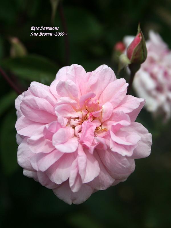 Rose (Rosa 'Rita Sammons') in the Roses Database - Garden.org