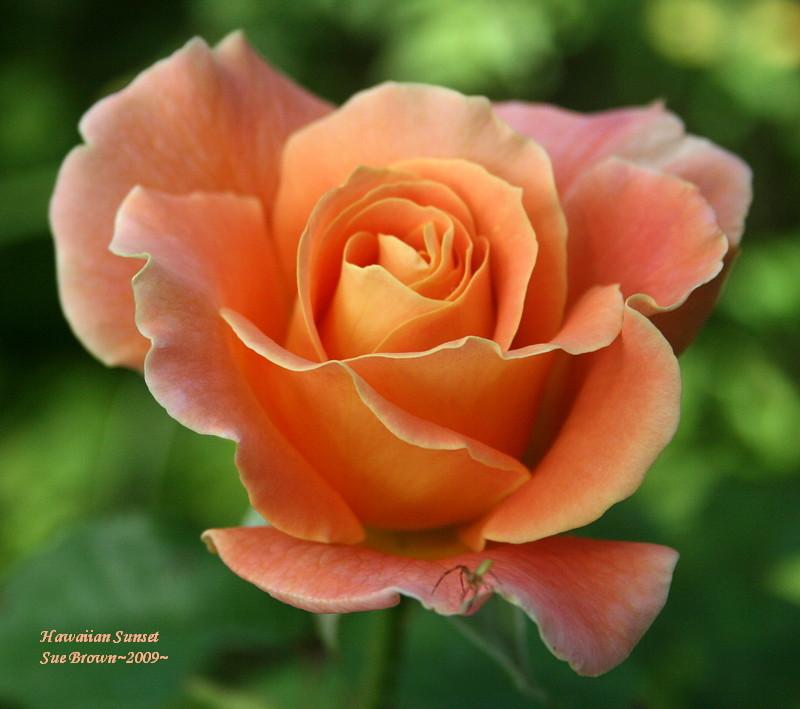 Photo of the bloom of Rose (Rosa 'Hawaiian Sunset') posted by Calif_Sue ...