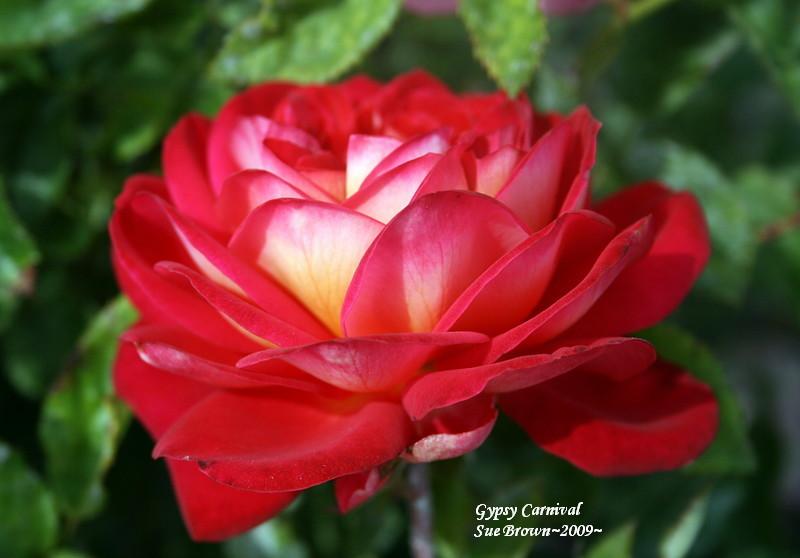 Rose (Rosa 'Gypsy Carnival') in the Roses Database - Garden.org