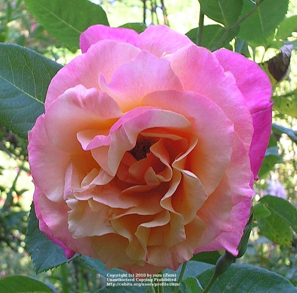 Rose (Rosa 'Heart O'Gold') in the Roses Database - Garden.org