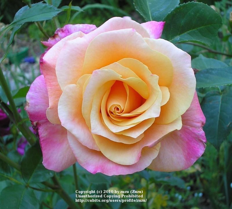 Rose (Rosa 'Heart O'Gold') in the Roses Database - Garden.org