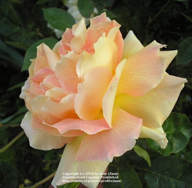 Rose (Rosa 'Helen Hayes') in the Roses Database - Garden.org