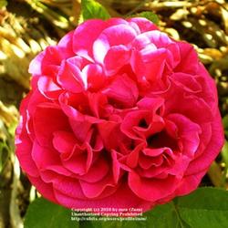 Rose (Rosa 'Henry Nevard') in the Roses Database - Garden.org