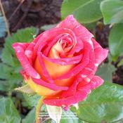 Photo of the bloom of Rose (Rosa 'Harry Wheatcroft') posted by Calif ...