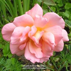 Rose (Rosa 'Helen Traubel') in the Roses Database - Garden.org