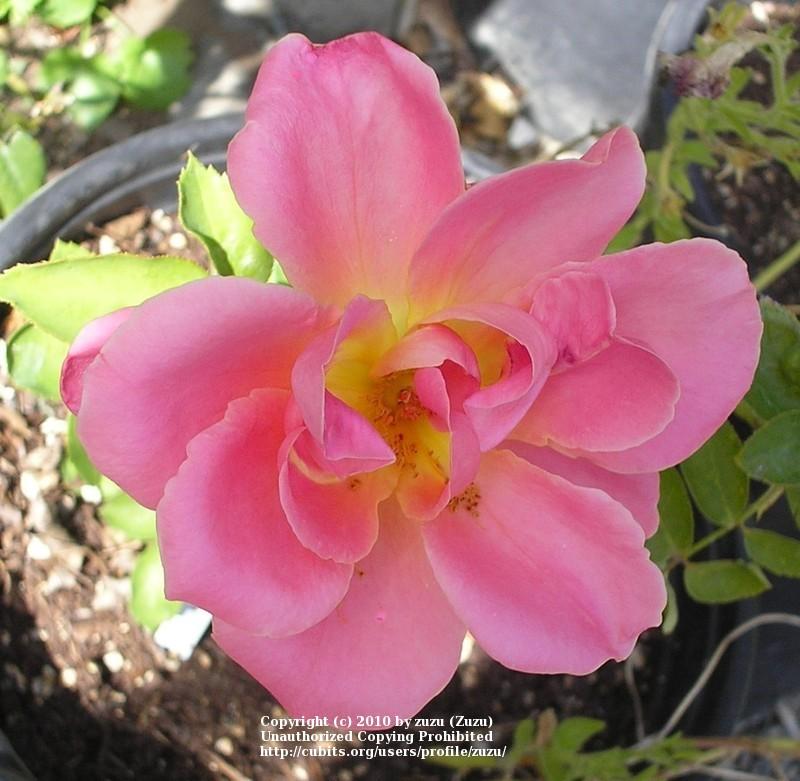 Rose (Rosa 'Hilde Steinert') in the Roses Database - Garden.org