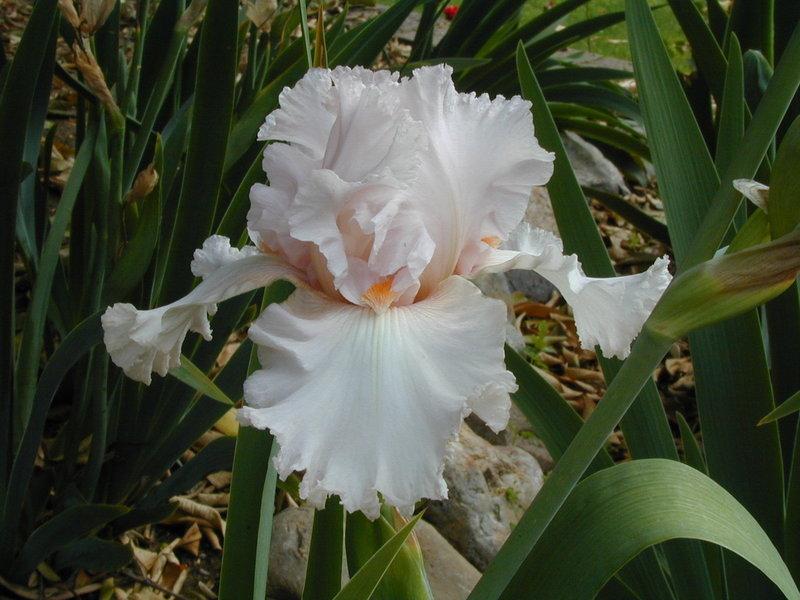 Tall Bearded Iris (Iris 'Pink Starlet') in the Irises Database - Garden.org