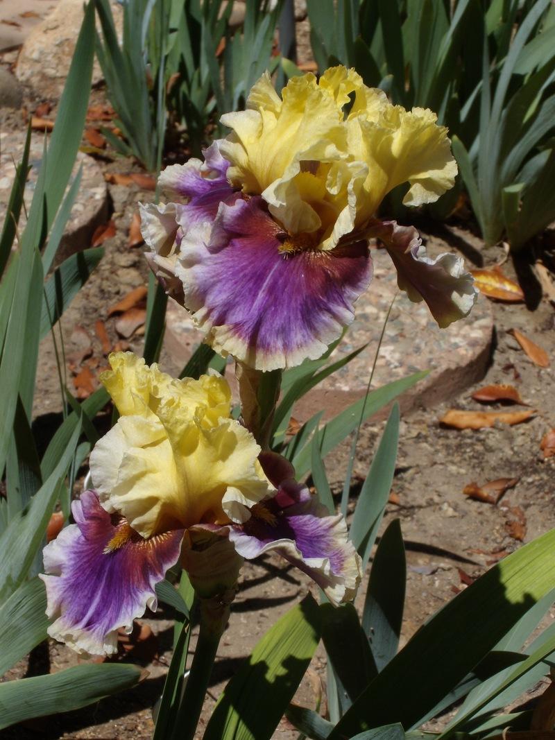 Photo of the bloom of Tall Bearded Iris (Iris 'Carnival Capers') posted ...