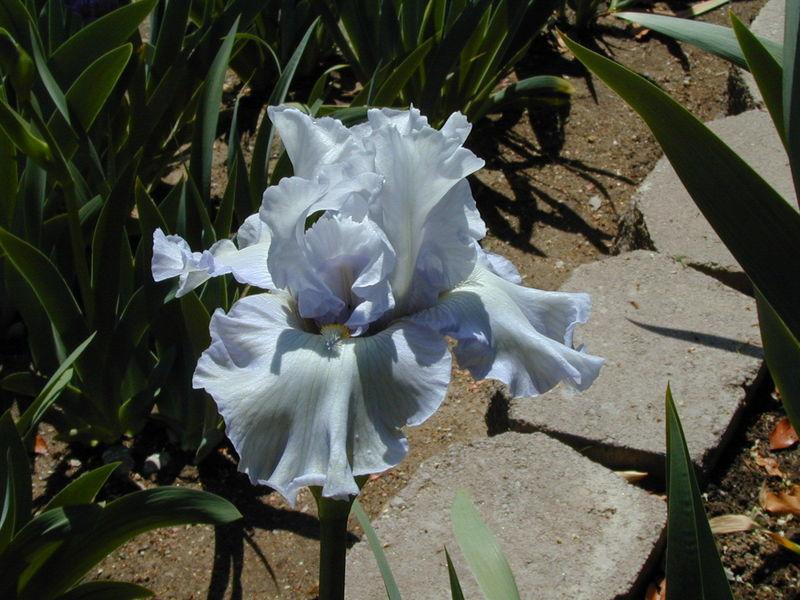 Iris 'Howard Baker' in the Irises Database - Garden.org