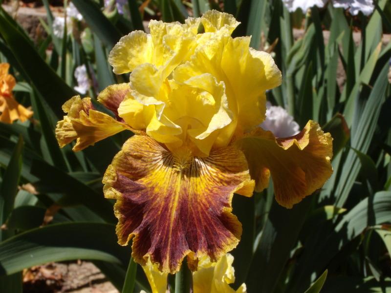 Tall Bearded Iris (Iris 'French Riviera') in the Irises Database ...
