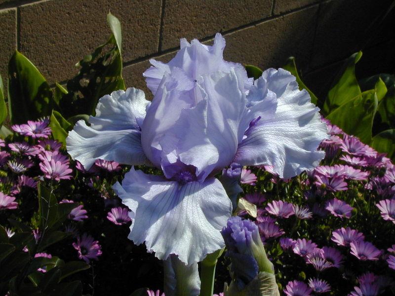 Photo of the bloom of Tall Bearded Iris (Iris 'Alien Mist') posted by ...