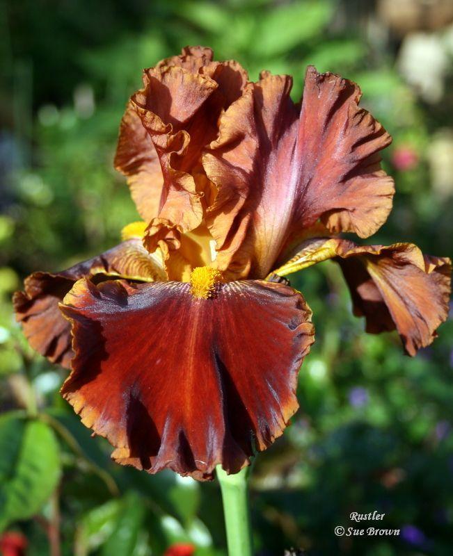 Photo of the bloom of Tall Bearded Iris (Iris 'Rustler') posted by ...