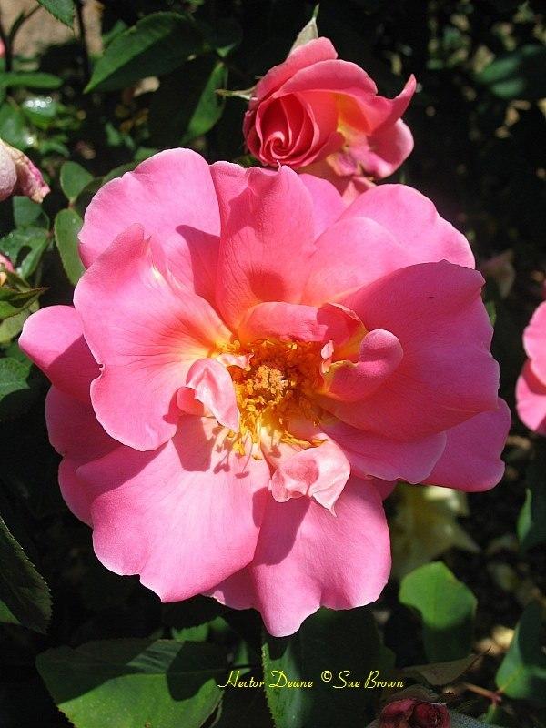 Rose (Rosa 'Hector Deane') in the Roses Database - Garden.org
