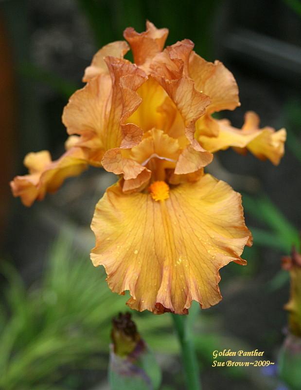 Photo of the bloom of Tall Bearded Iris (Iris 'Golden Panther') posted ...