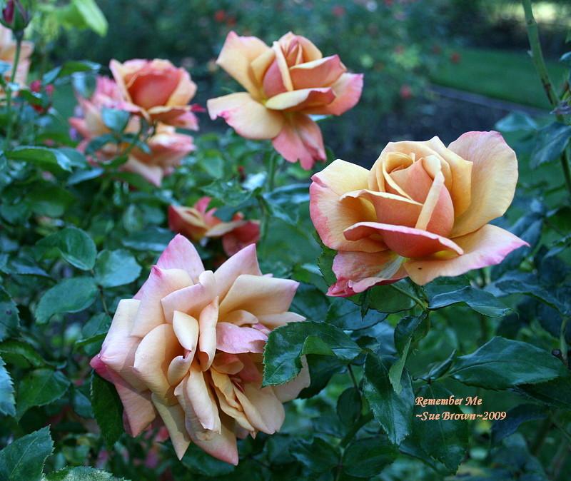 Photo of the bloom of Rose (Rosa 'Remember Me') posted by Calif_Sue ...