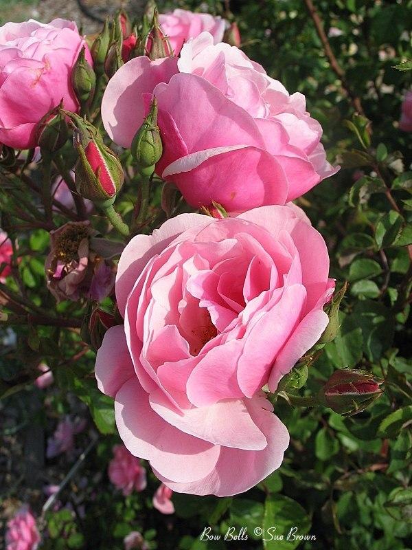 Rose (Rosa 'Bow Bells') in the Roses Database - Garden.org