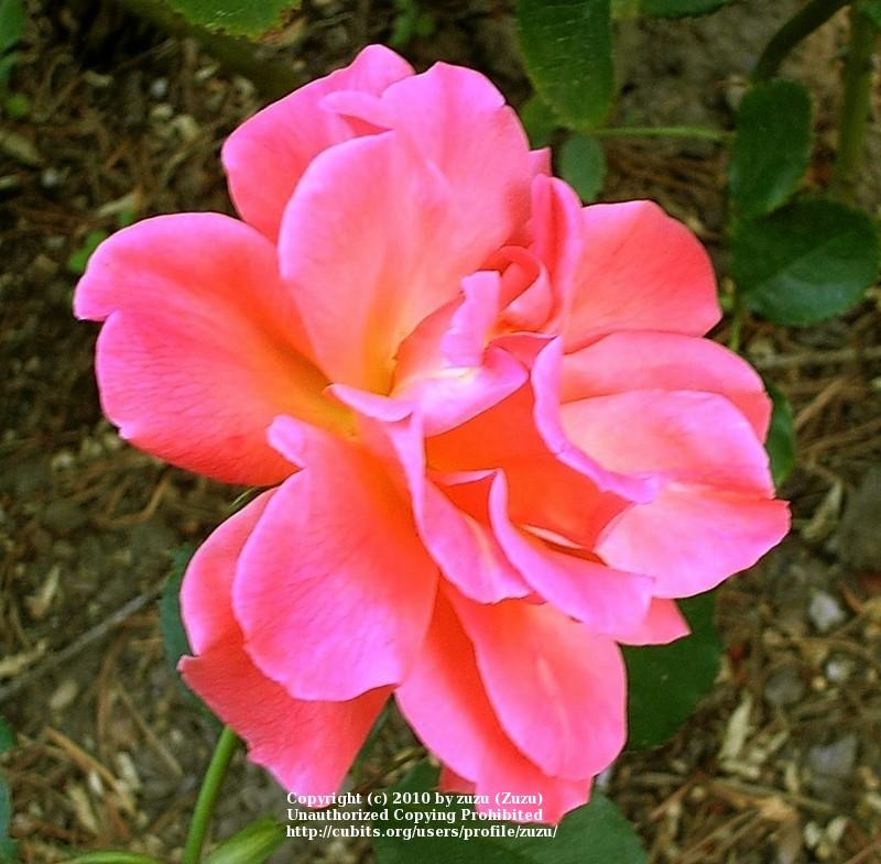 Rose (Rosa 'Jiminy Cricket') in the Roses Database - Garden.org