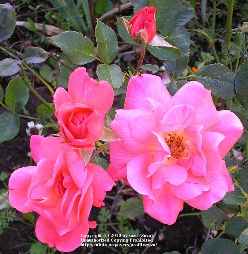 Rose (Rosa 'Jiminy Cricket') in the Roses Database - Garden.org