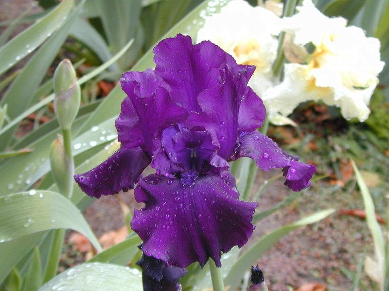 Tall Bearded Iris (Iris 'Liberty Song') in the Irises Database - Garden.org