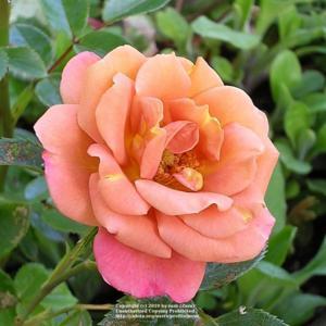 Rose (Rosa 'Kaleidoscope') in the Roses Database - Garden.org