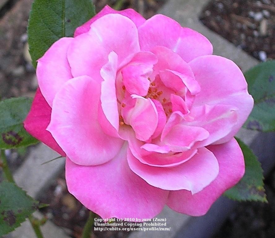 Rose (Rosa 'Kayla') in the Roses Database - Garden.org