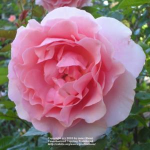 Rose (Rosa 'Victorian Spice') in the Roses Database - Garden.org