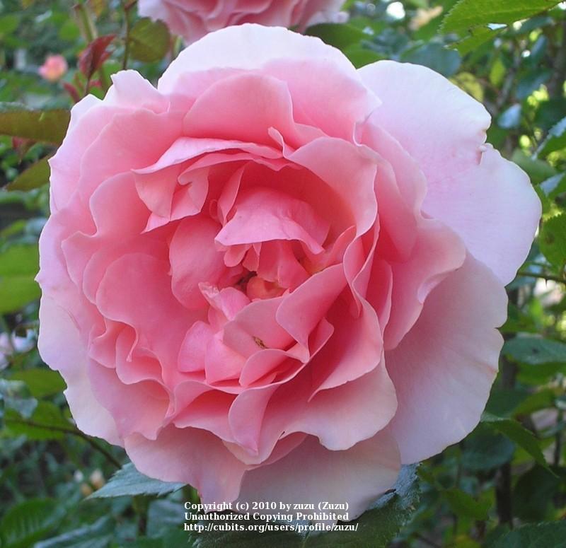 Photo of the bloom of Rose (Rosa 'Victorian Spice') posted by zuzu ...