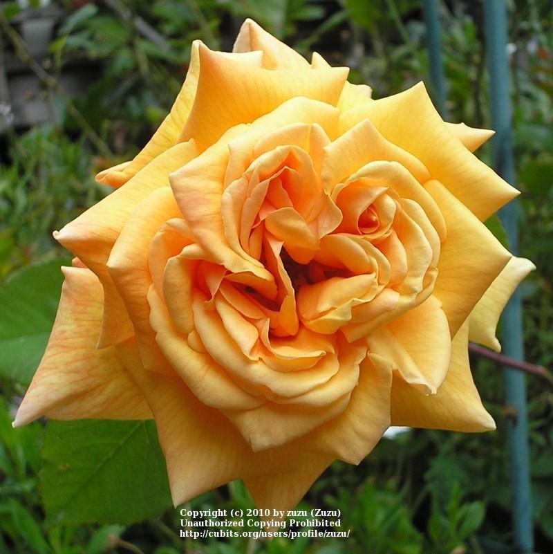 Rose (Rosa 'Lady Elgin') in the Roses Database - Garden.org