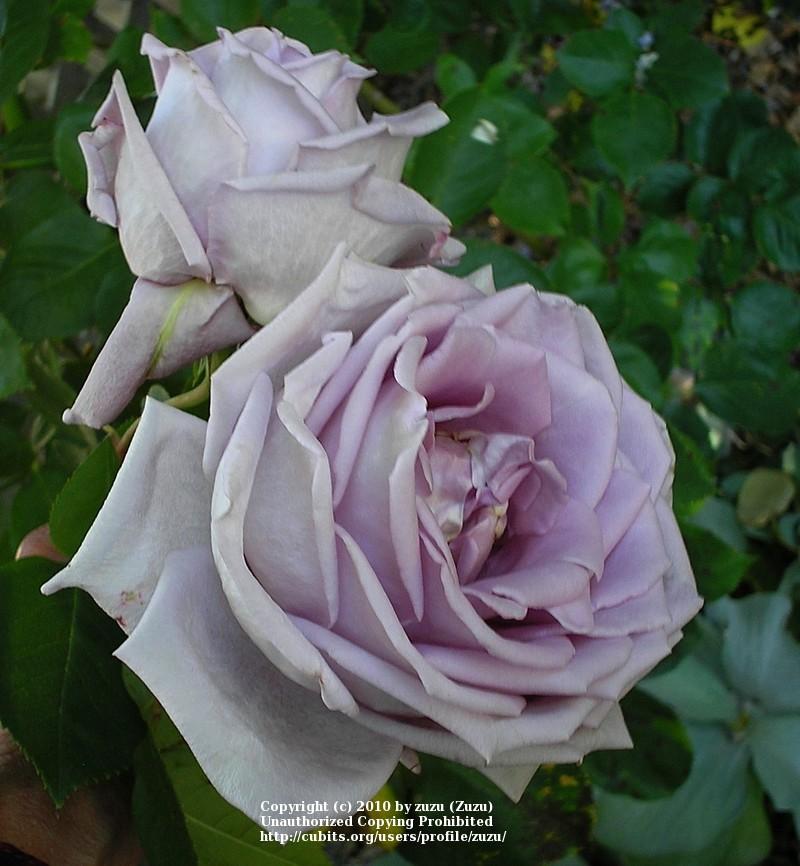 Photo of the bloom of Rose (Rosa 'Lady X') posted by zuzu - Garden.org