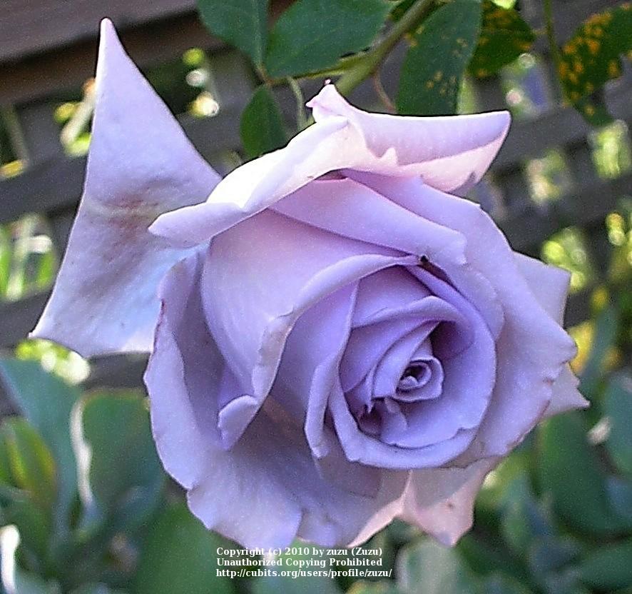 Photo of the bloom of Rose (Rosa 'Lady X') posted by zuzu - Garden.org