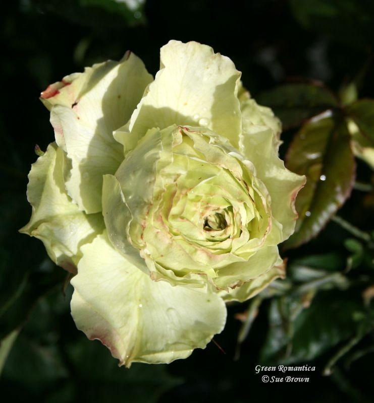 Photo of the bloom of Rose (Rosa 'Green Romantica') posted by Calif_Sue ...