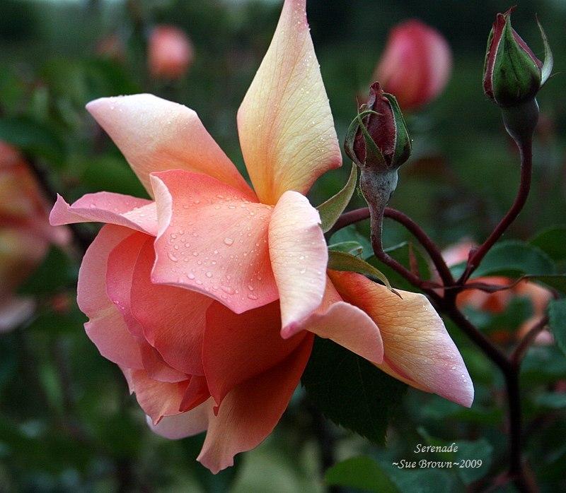 Rose (Rosa 'Serenade') in the Roses Database - Garden.org