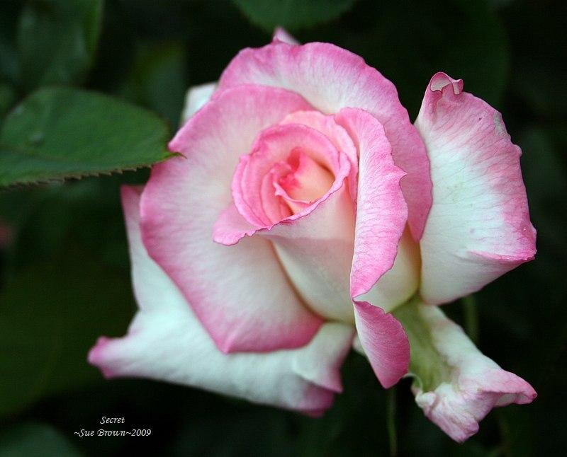 Photo of the bloom of Rose (Rosa 'Secret') posted by Calif_Sue - Garden.org