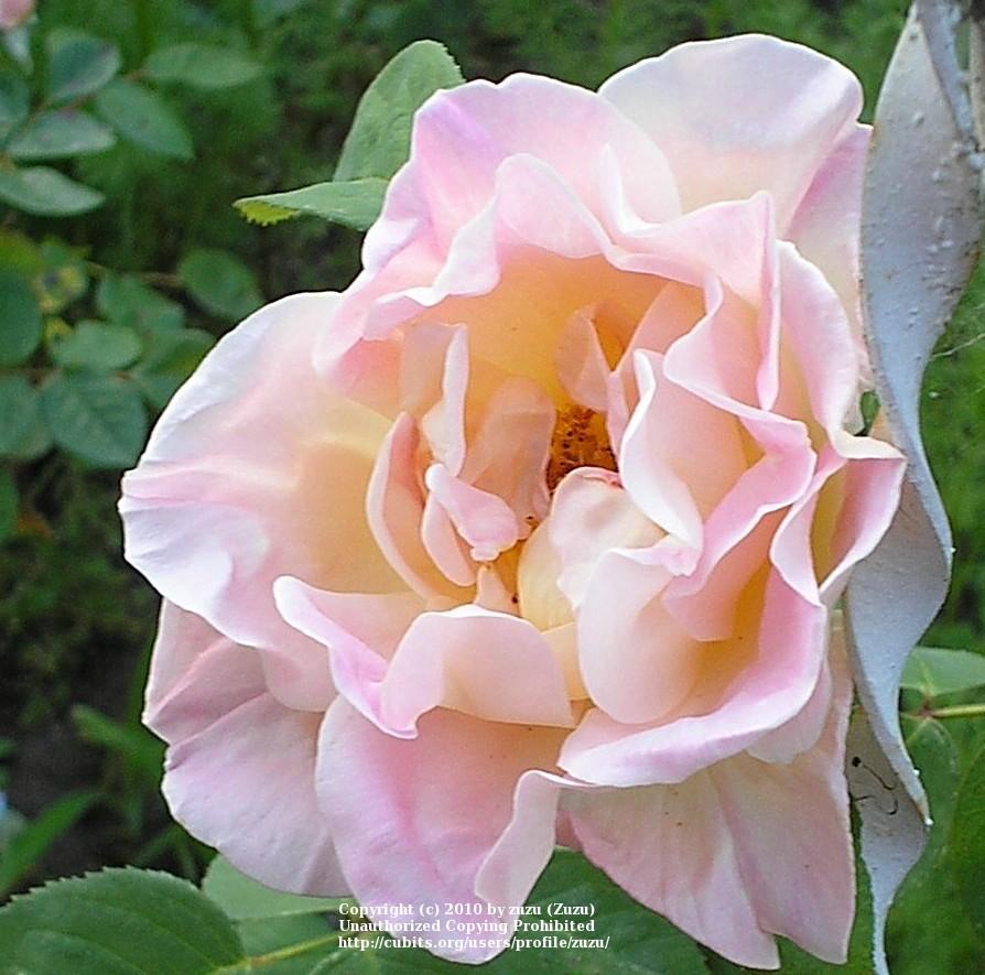 Photo of the bloom of Rose (Rosa 'Lafter') posted by zuzu - Garden.org