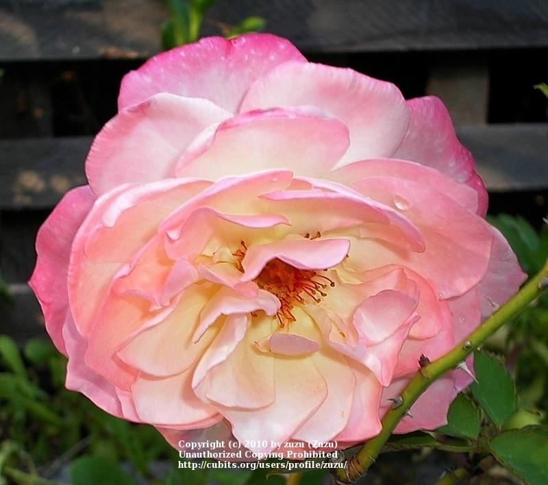 Photo of the bloom of Rose (Rosa 'Laura') posted by zuzu - Garden.org
